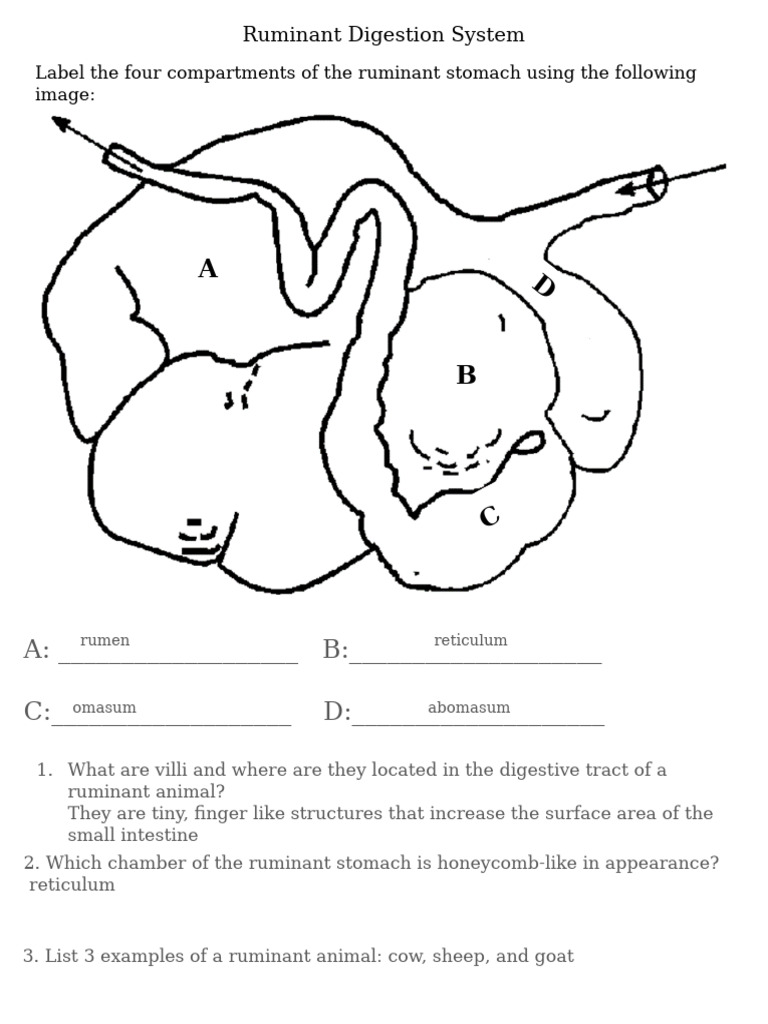 Digestion Worksheets | PDF | Ruminant | Digestion