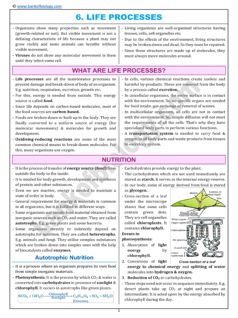 6 Life Processes - notes | PDF