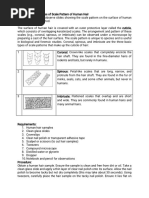 Hair Scale Patterns Lab Guide | PDF | Home & Garden