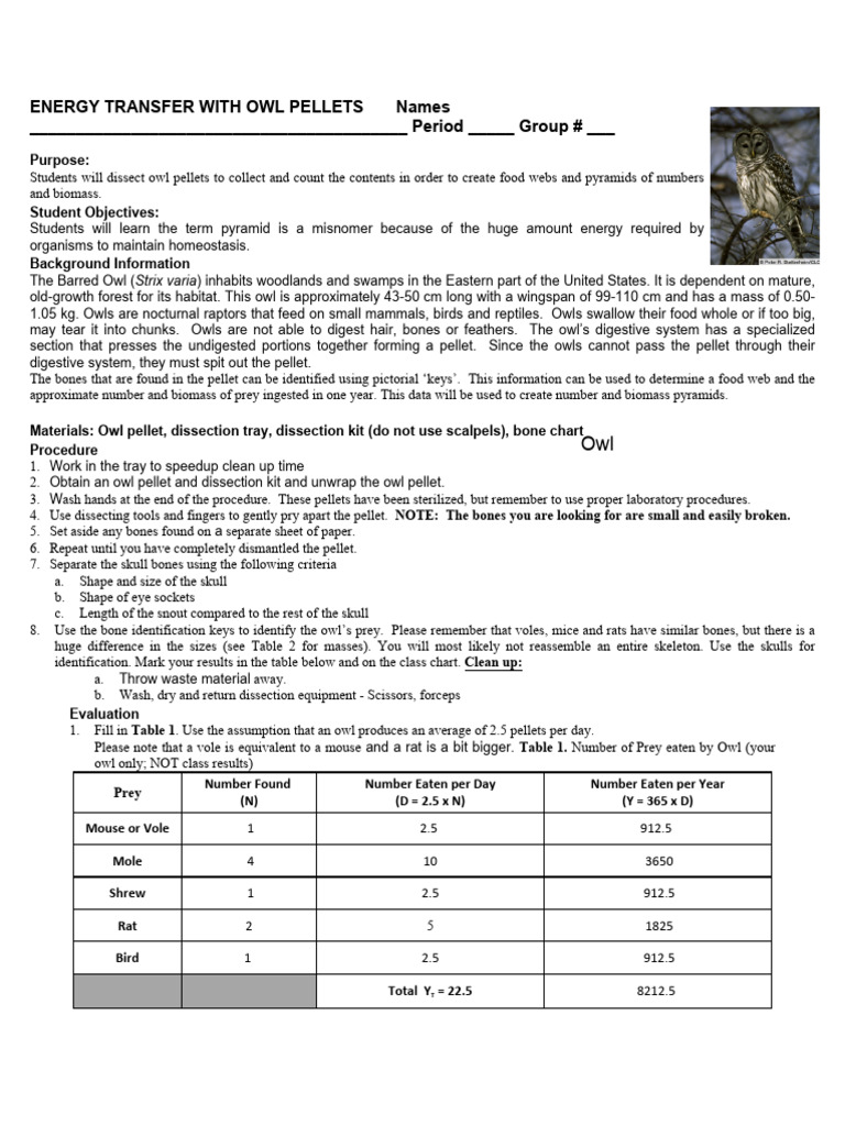 Copy of Mr. O. Owl Pellet Dissection LAB PDF | PDF | Owl | Foods