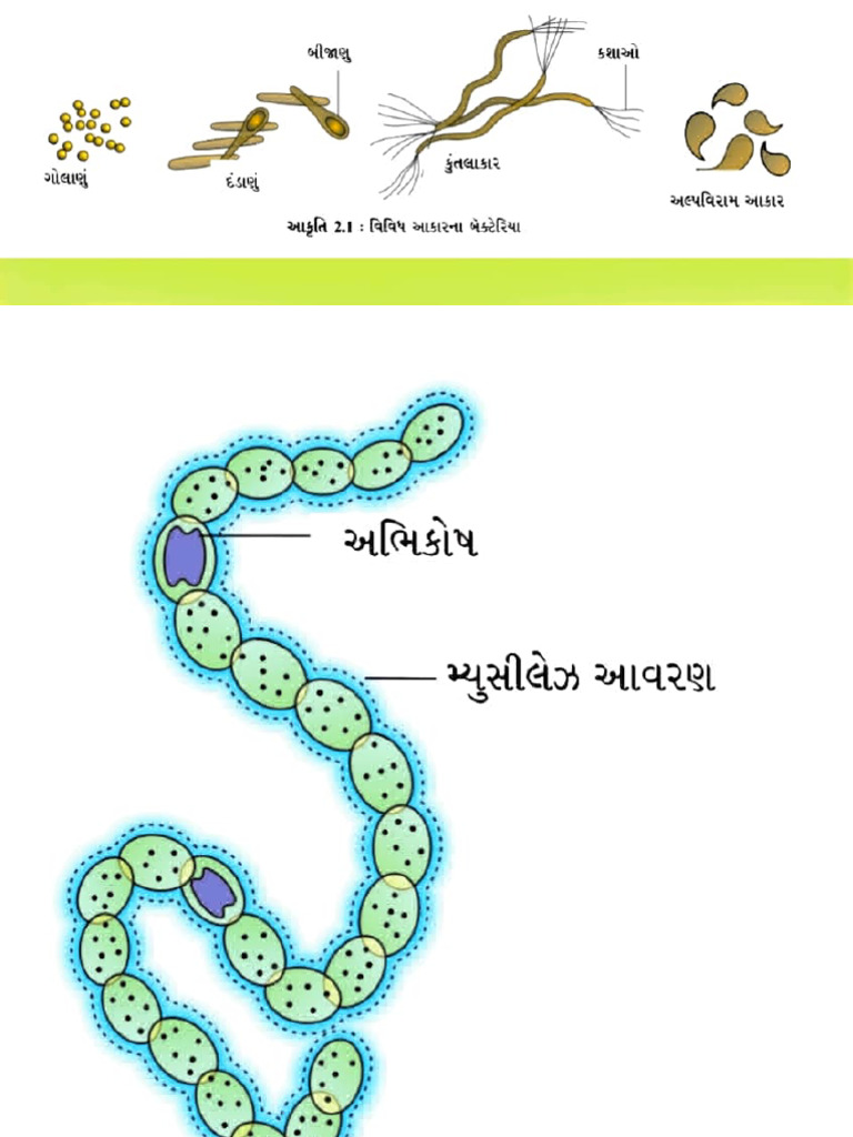 11th Biology Diagram | PDF