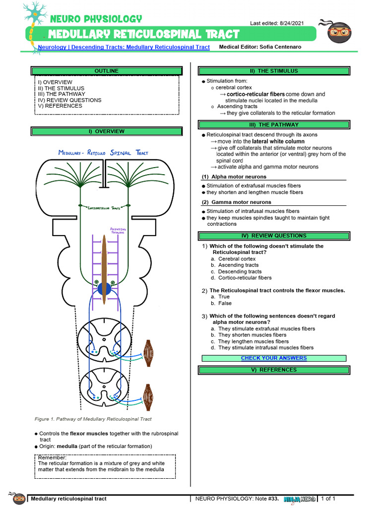 Descending Tracts- Medullary Reticulospinal Tract Atf | PDF | Human ...