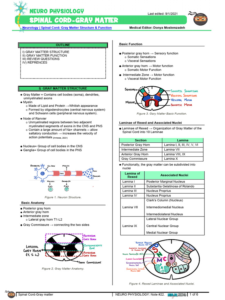 Spinal Cord - Gray Matter Structure & Function Atf | PDF | Myelin | Grey Matter