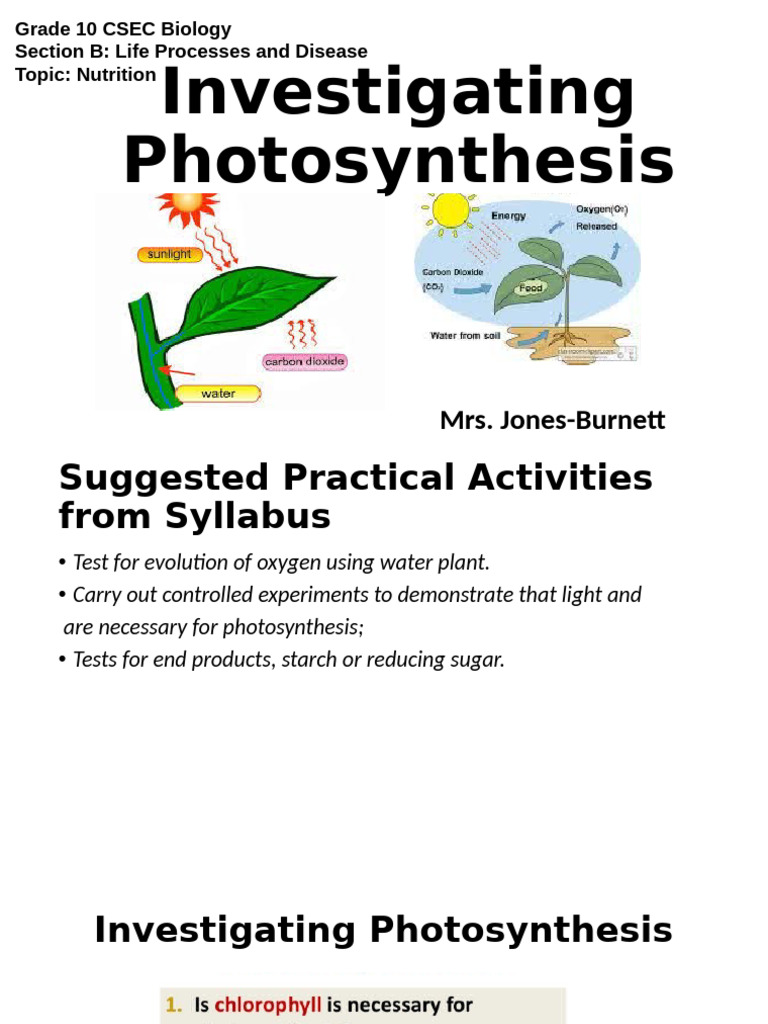 Investigating Photosynthesis | PDF