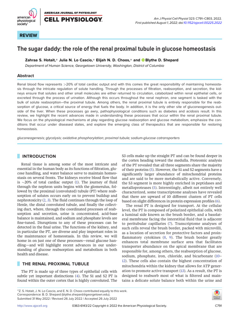 Hotait Et Al 2022 The Sugar Daddy The Role of The Renal Proximal Tubule in Glucose Homeostasis ...