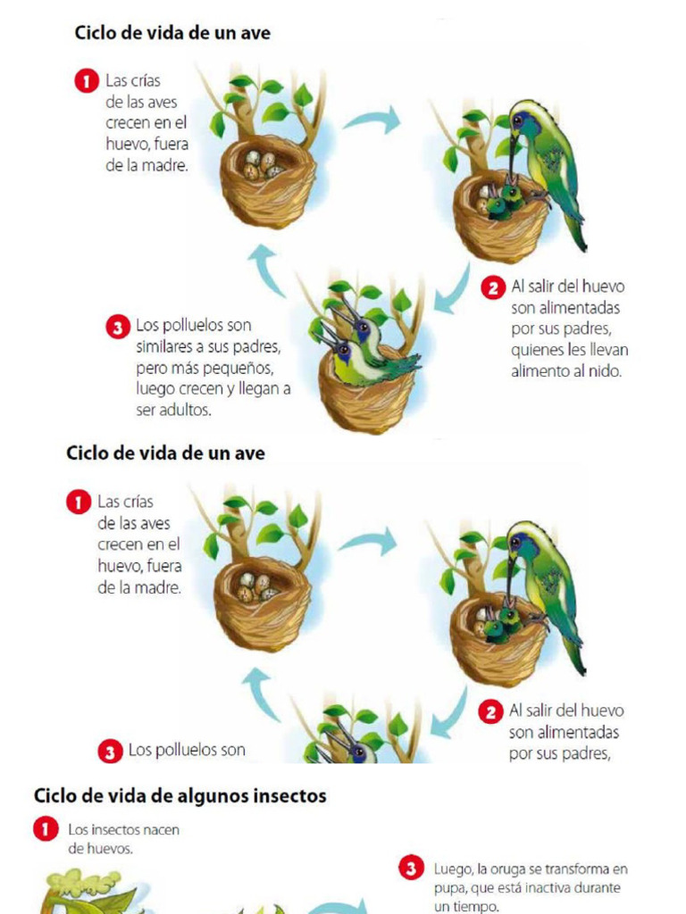Ciclo de Vida Mamiferos y Aves | PDF
