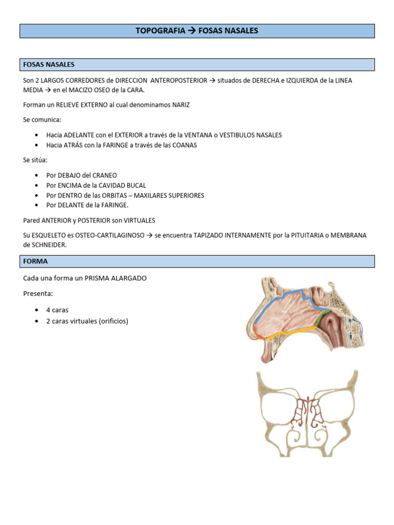 Anatomía de las Fosas Nasales | PDF | Nariz humana | Anatomía humana