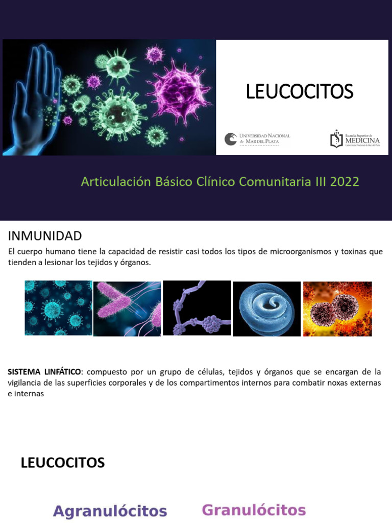 Leucocitos: Funciones y Ciclo Vital | PDF | Inflamación | Leucocito