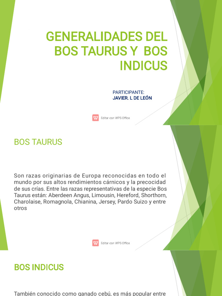 Comparativa Bos Taurus y Bos Indicus | PDF | Vacas | Razas de animales