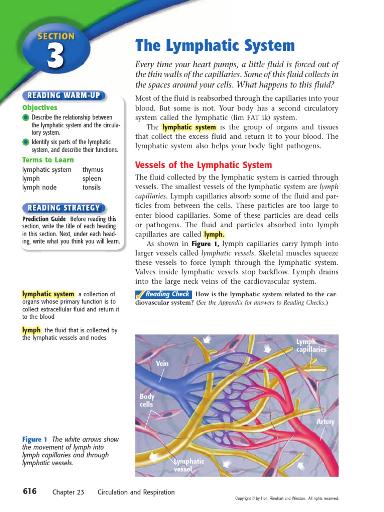 Ch.23 Circulation and Respiration | PDF | Lymphatic System | Lymph Node