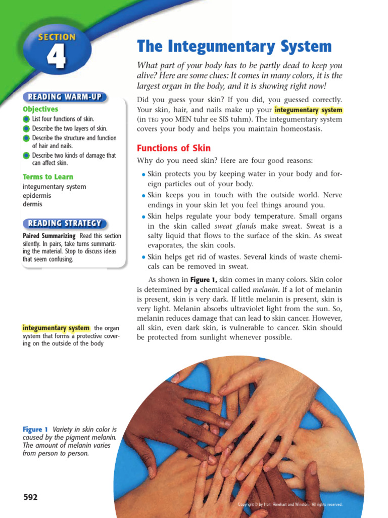 Ch.22 Body Organization and Structure | PDF | Skin | Integumentary System