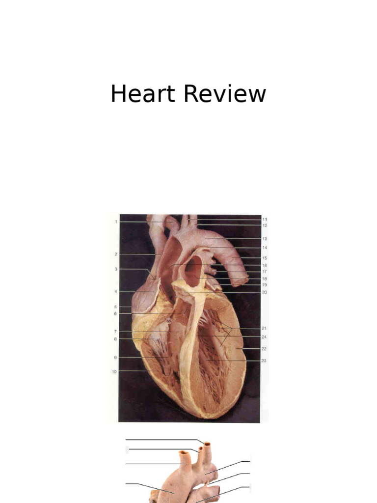 Heart Review | PDF