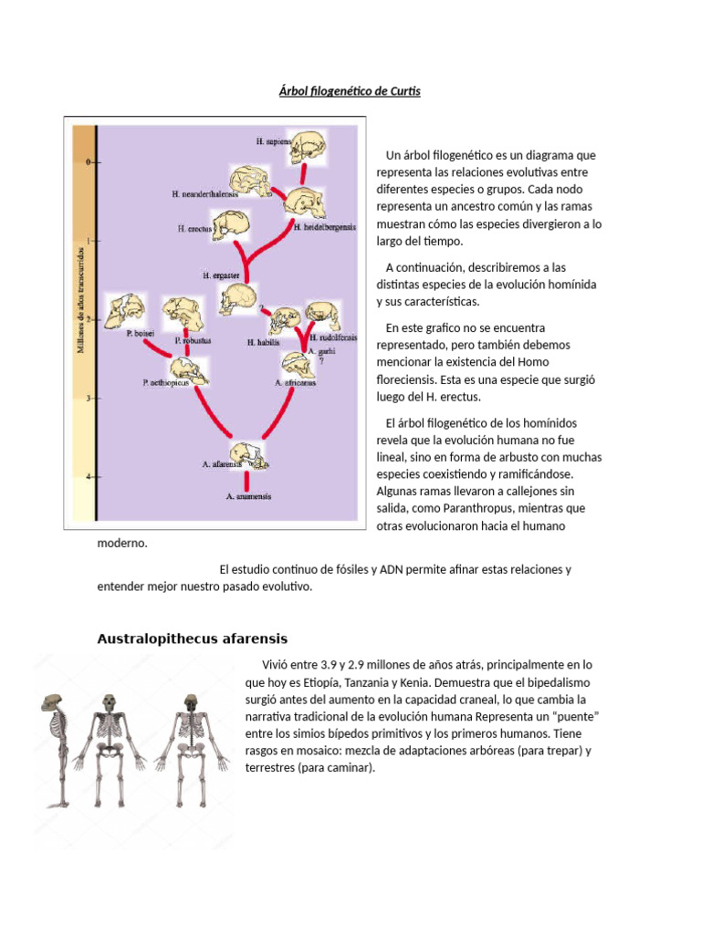 Árbol filogenético de la evolución humana | PDF | Homo | Evolución humana