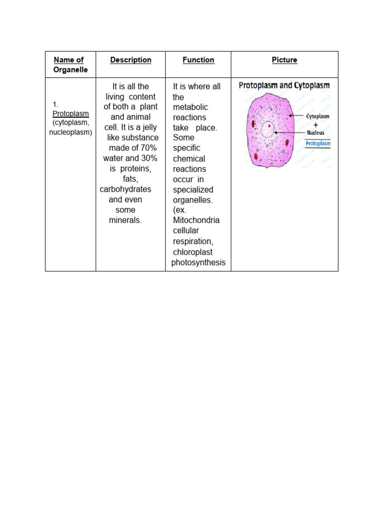 Real-Citology Science Review Sheet | PDF | Cellular Respiration | Cell ...