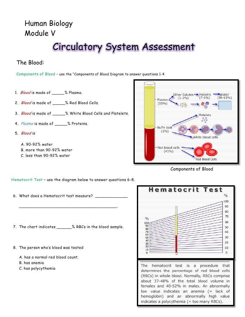 Circulatory System Assessment | PDF | Heart Valve | Heart