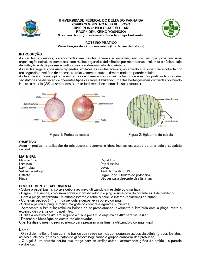 Observação da Epiderme da Cebola | PDF | Célula (Biologia) | Organelo