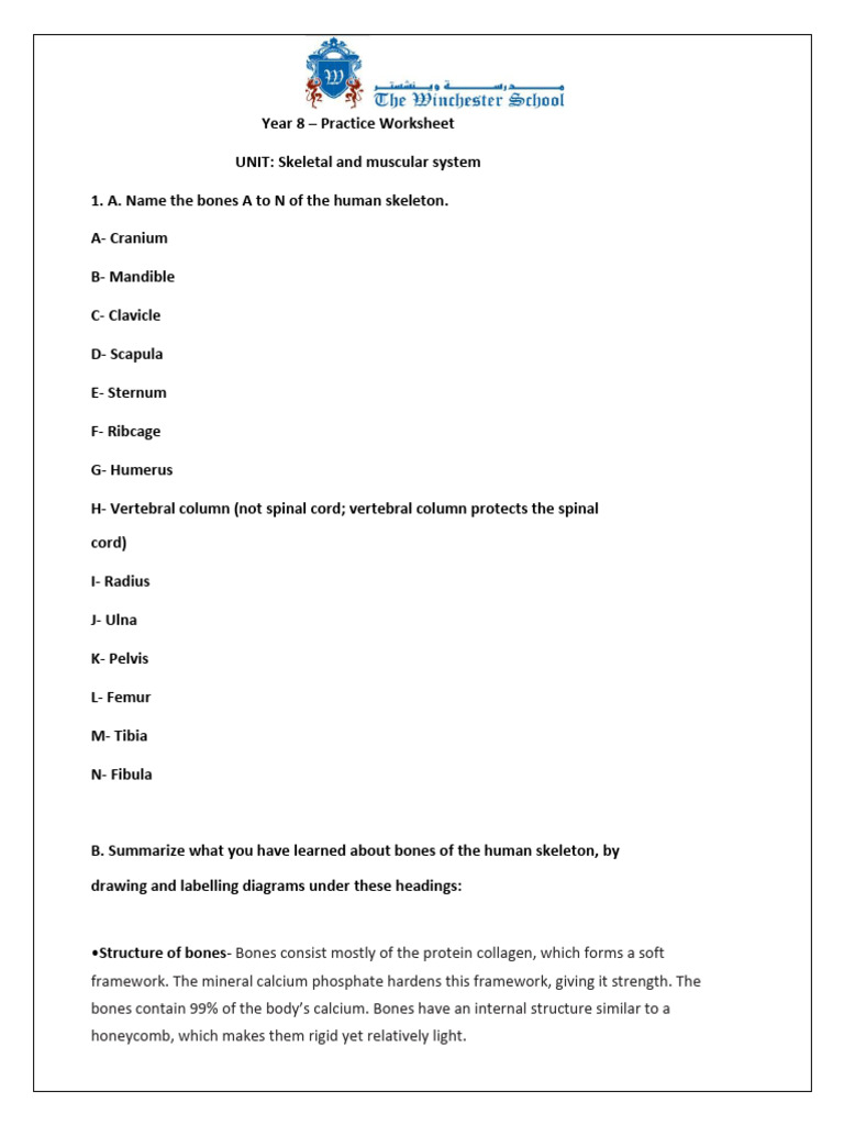 Skeletal System Workbook Answers (1) | PDF | Bone | Skeleton