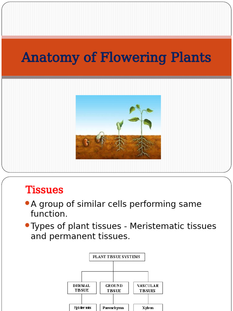 Chapter 6 - Anatomy of Flowering Plants | PDF | Tissue (Biology) | Leaf