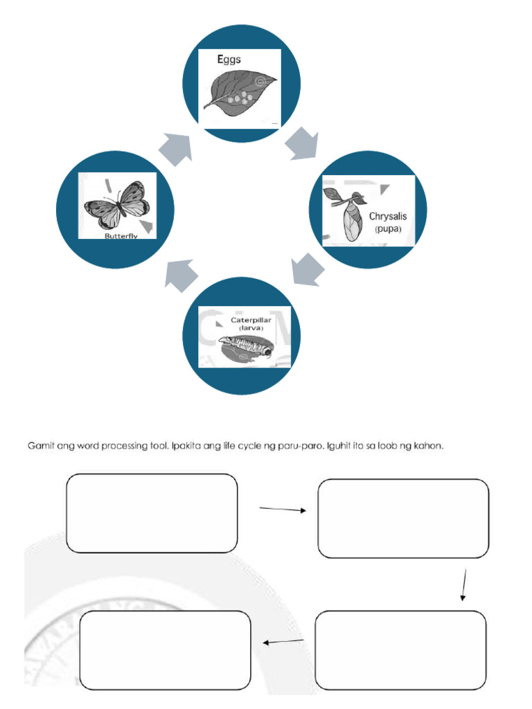 Butterfly Life Cycle | PDF