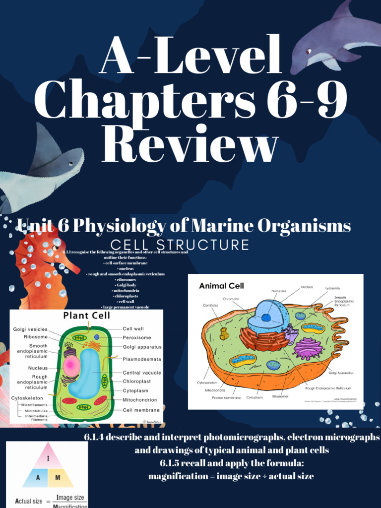 Marine Organism Physiology Overview | PDF | Photosynthesis | Cellular ...