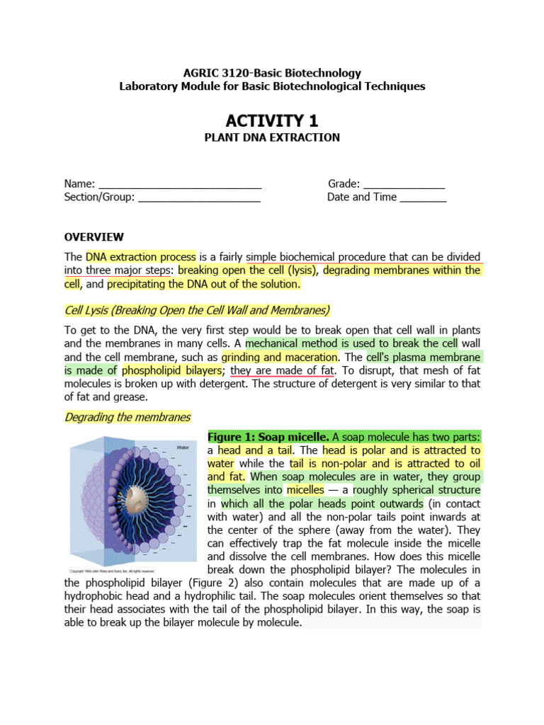 Plant DNA Extraction Lab Guide | PDF | Cell Membrane | Dna