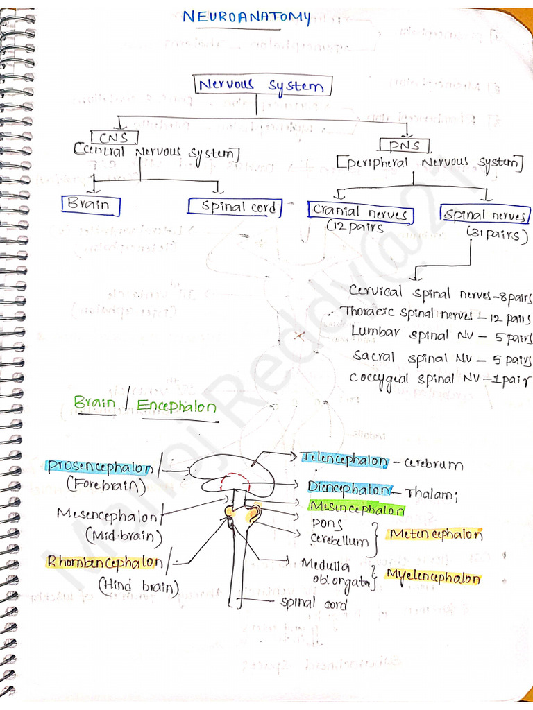 neuro anatomy | PDF