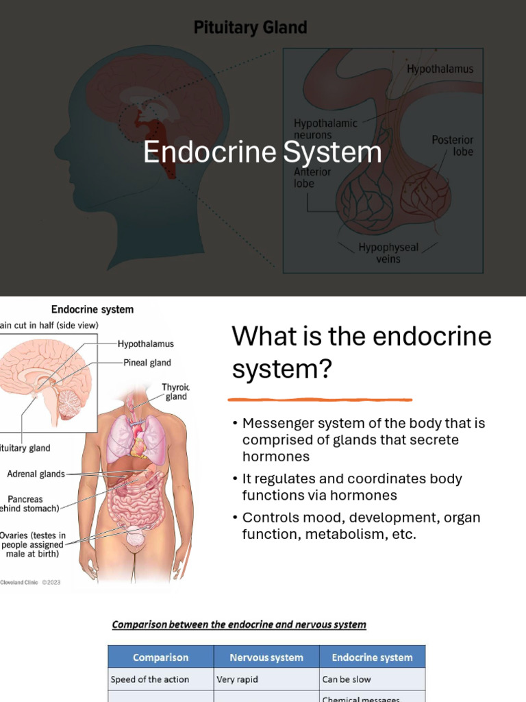 Endocrine-System | PDF