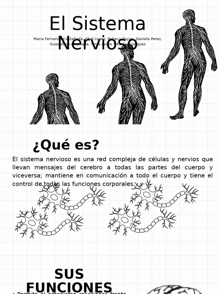 The Nervous System Biology Presentation in A Colorful Style | PDF | Sistema nervioso central ...