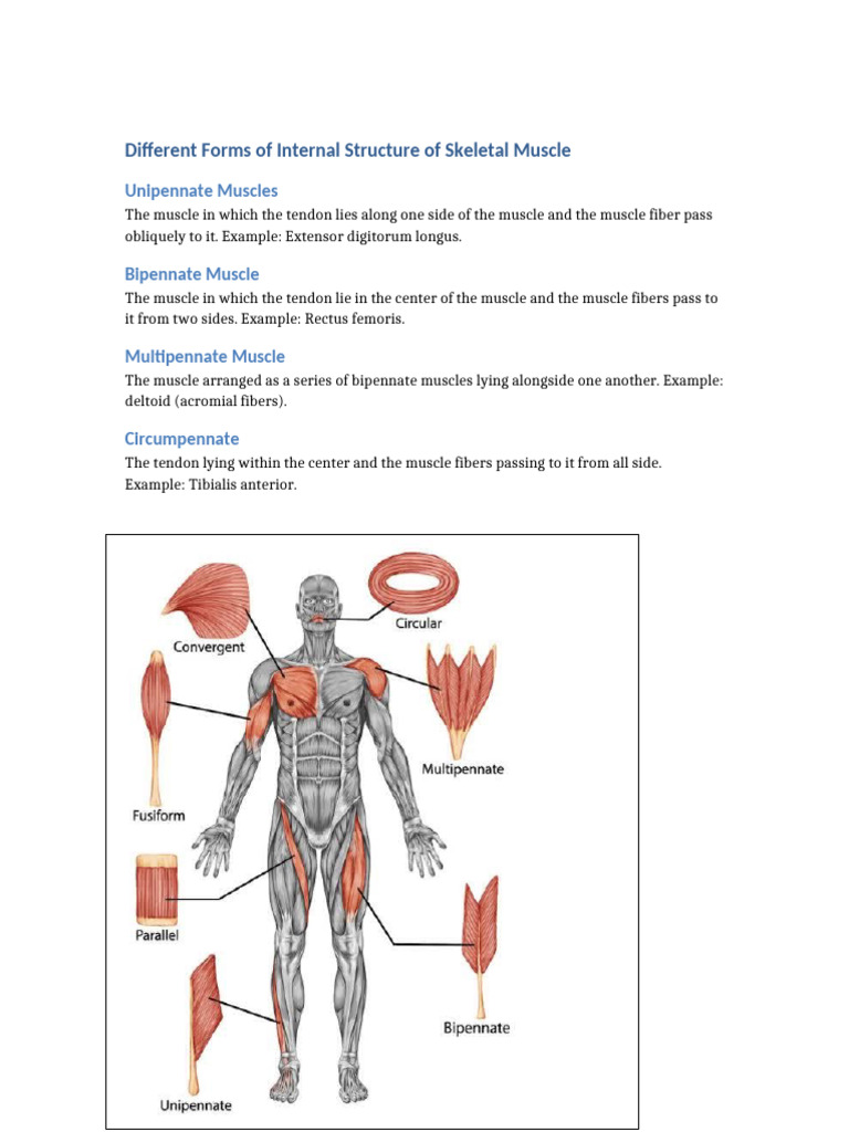Skeletal Muscle Structure Notes | PDF