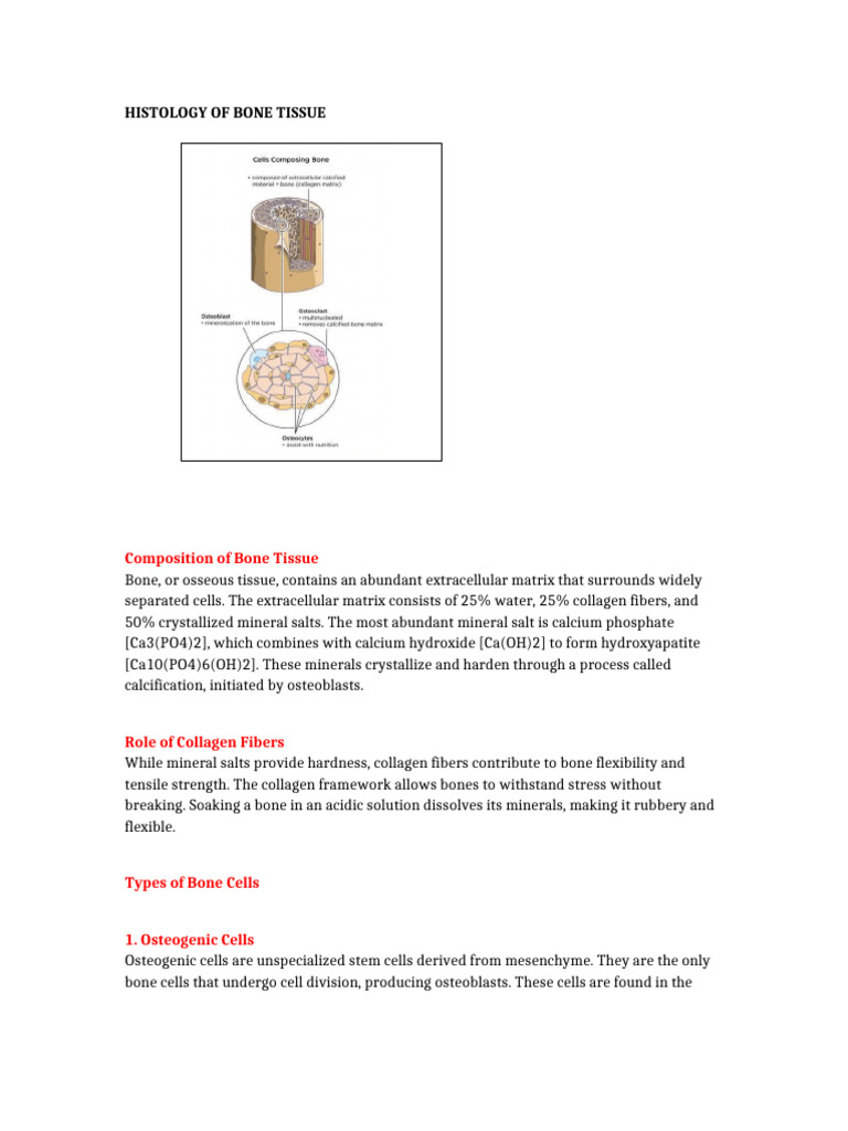 Histology of Bone Tissue | PDF