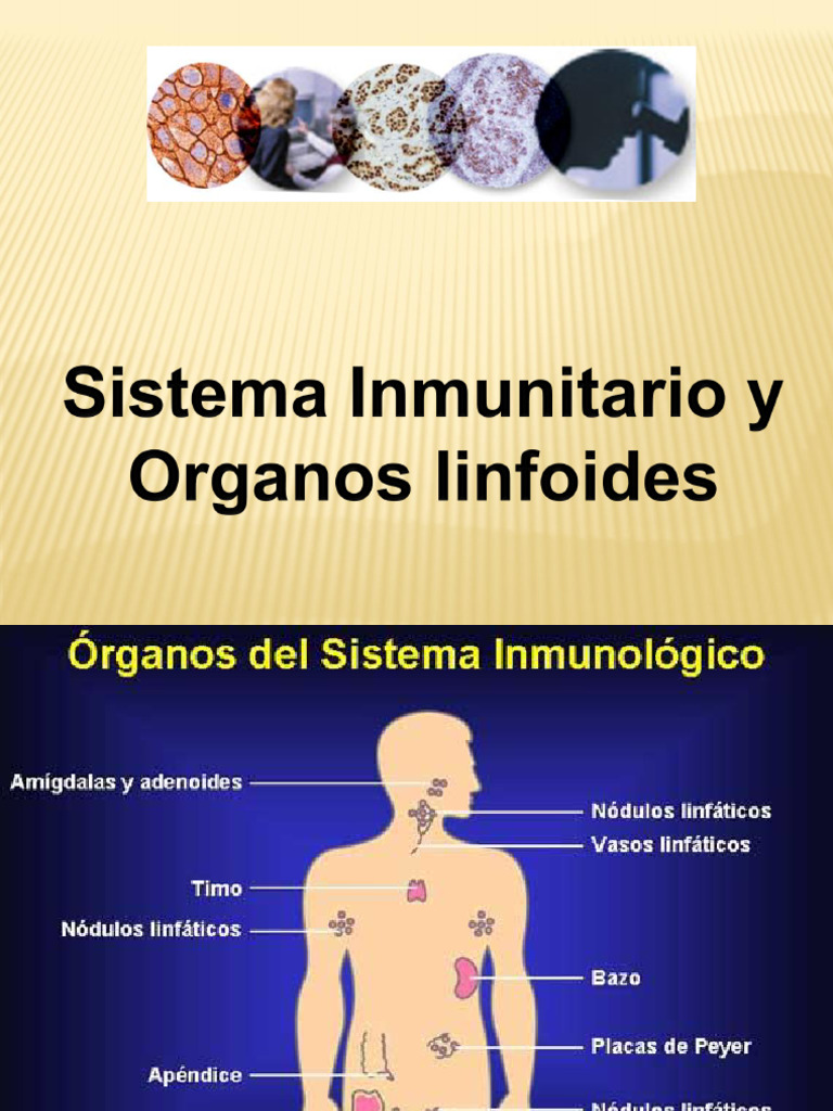 Sistema inmunitario II | PDF | Ganglio linfático | Anatomía