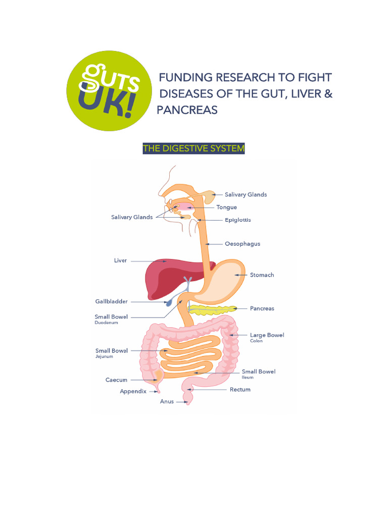 Gastritis Downloadable PDF | PDF | Indigestion | Endoscopy