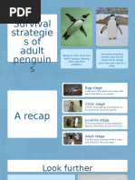 Penguin Life Cycle Stages Explained | PDF | Penguin | Birds