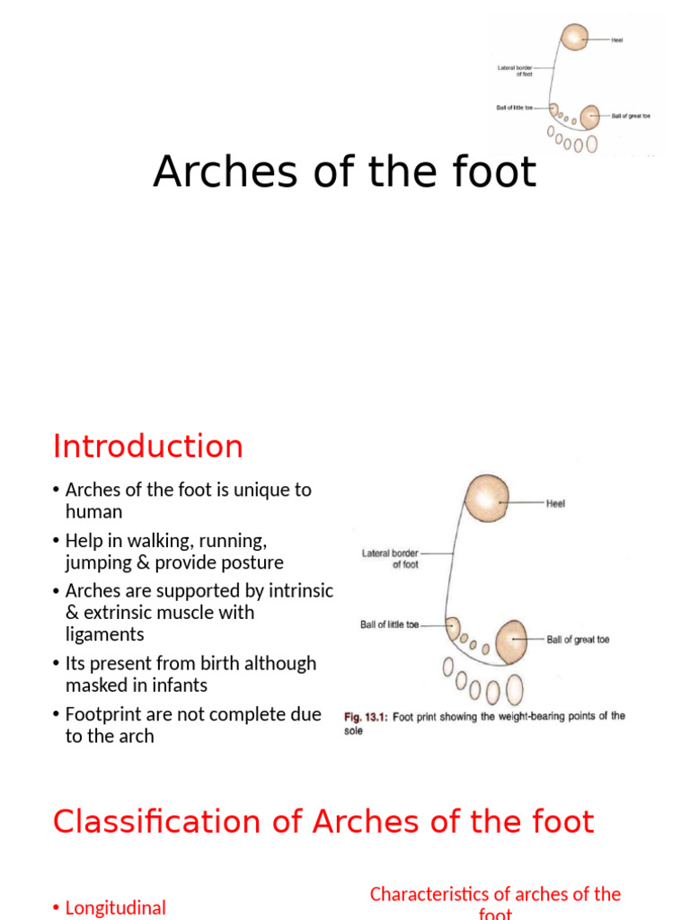Arches of The Foot - 111255 | PDF | Foot | Skeletal System