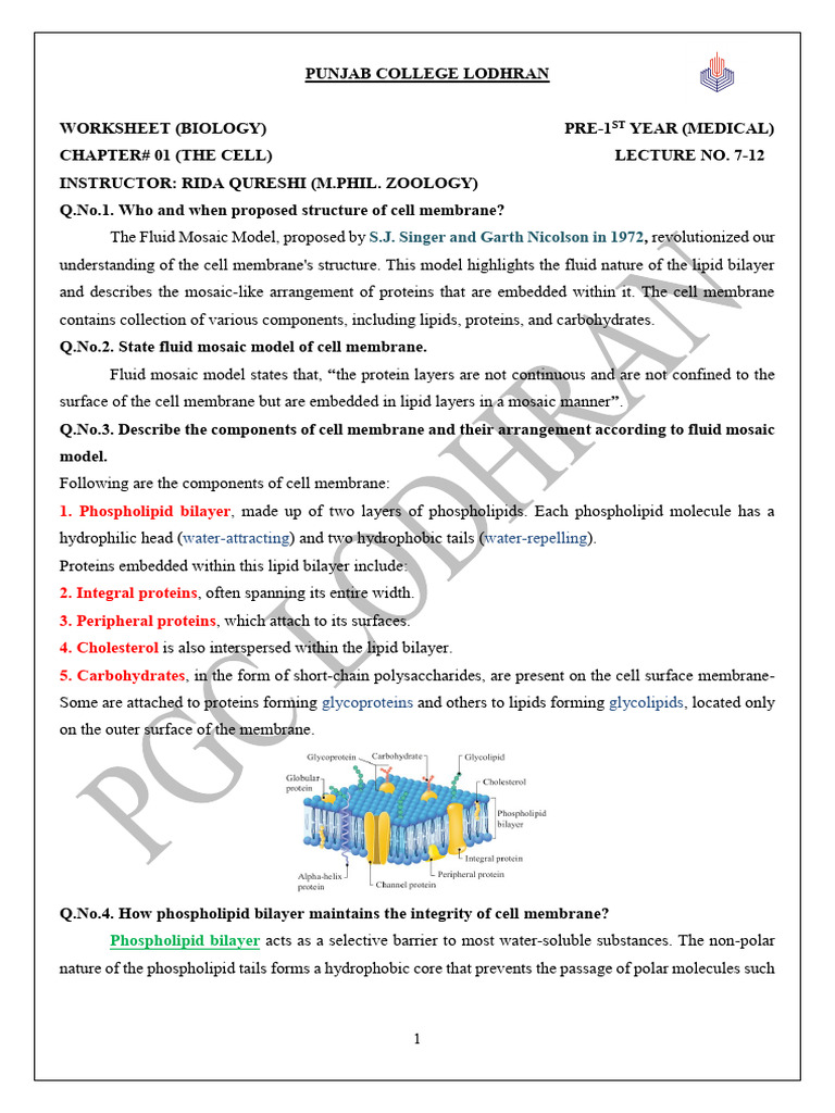 Worksheet No. 2 Biology. Lec No. 7-12 | PDF | Cell Membrane | Phospholipid
