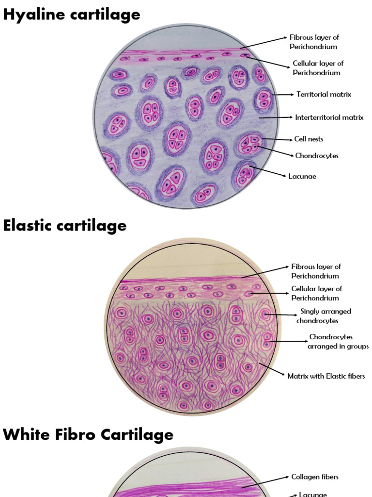 Cartilage Diagrams | PDF