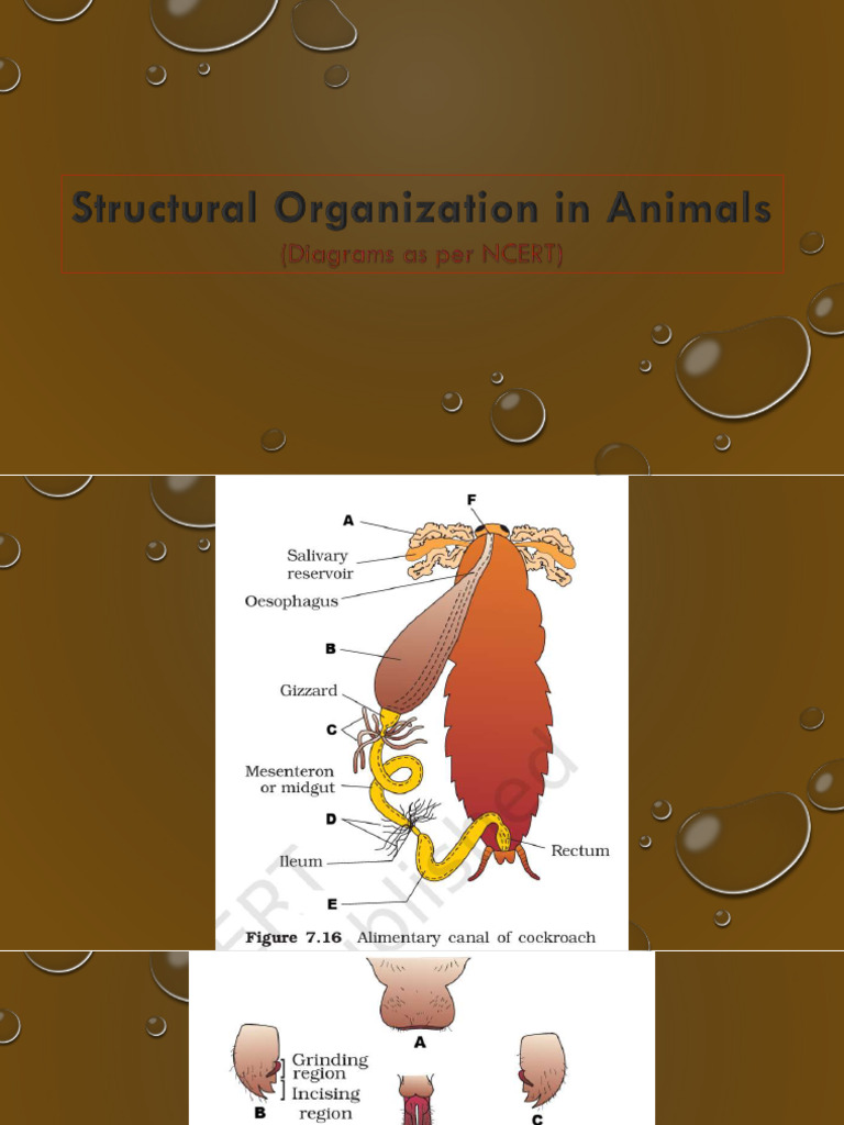 Structural Organisation in Animals - Unlabelled Diagrams | PDF
