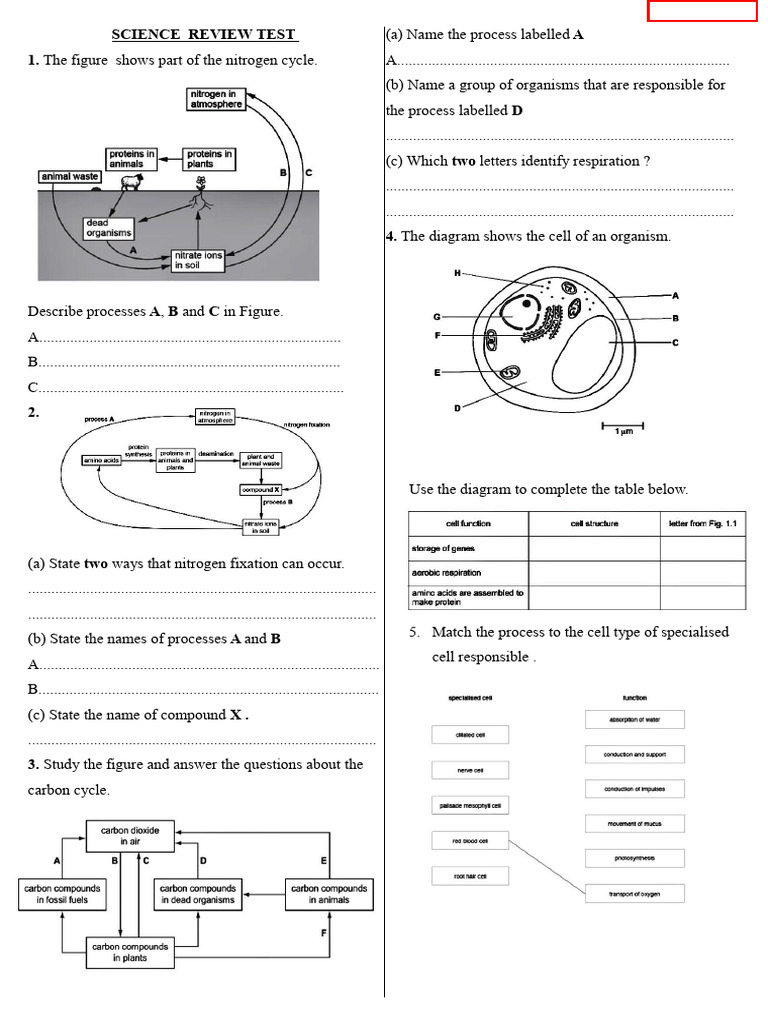 CCP Basic 9 Science - Review Exercise October 2024 1 | PDF | Metabolism ...