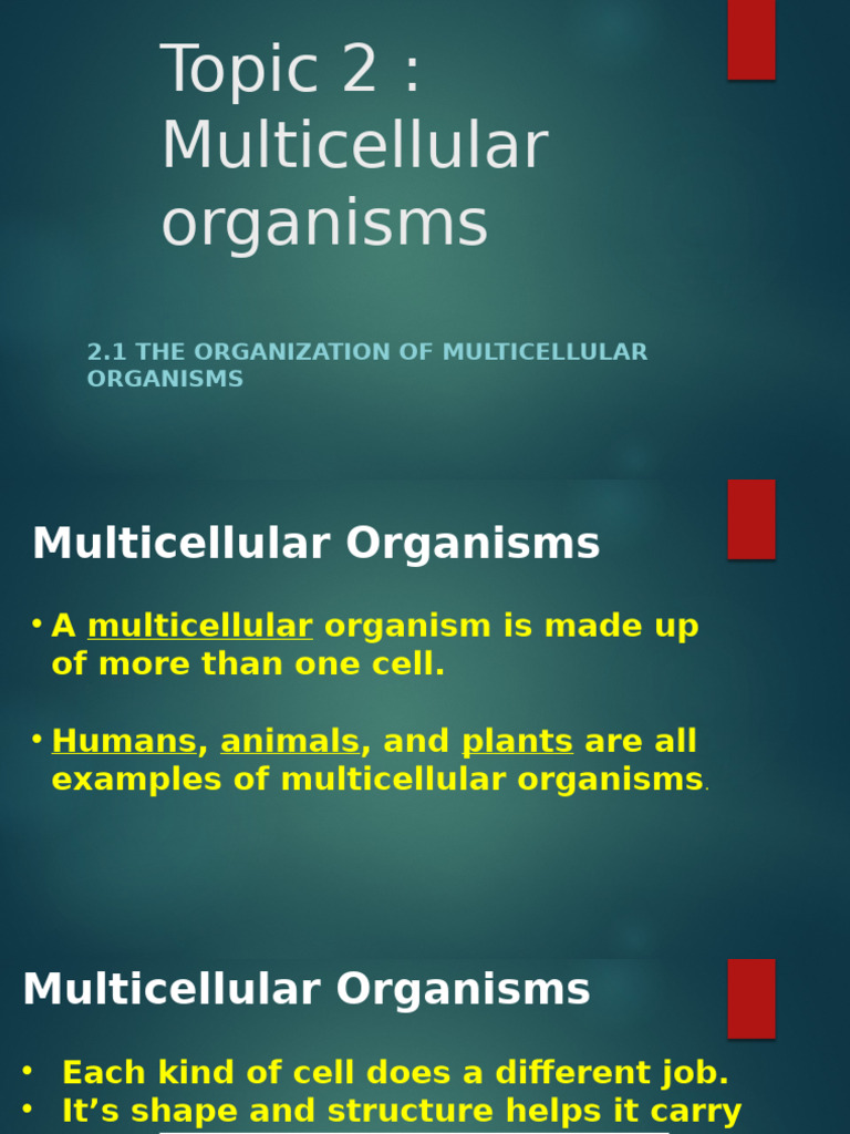 Organization of Multicellular Organisms | PDF | Tissue (Biology ...