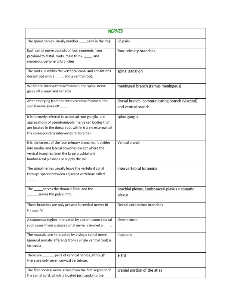 Dog Spinal Nerves Overview | PDF | Vertebra | Human Anatomy