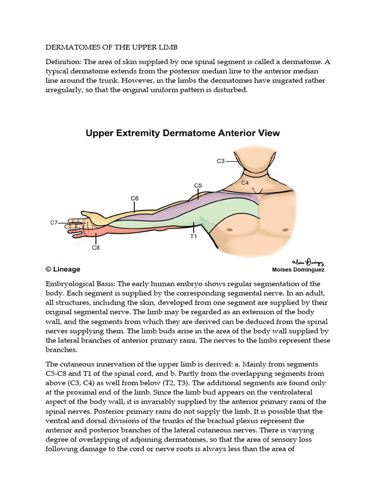 Dermatomes of The Upper Limb | PDF | Arm | Vein