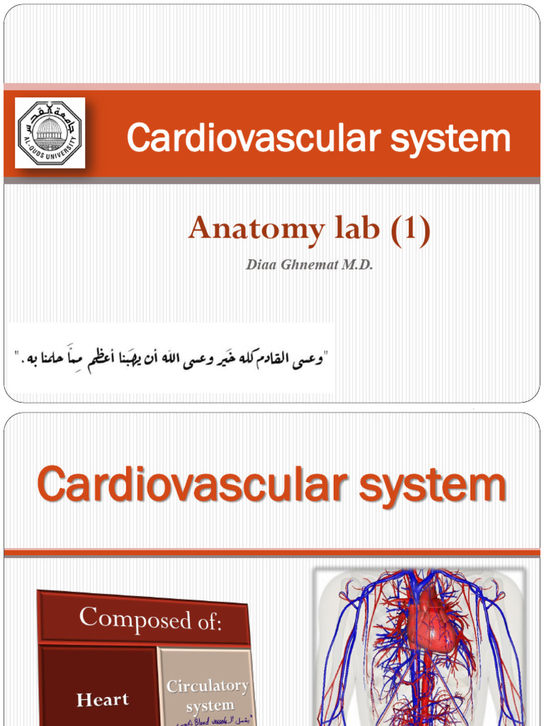 Cardiovscular System - Lab (1) 2025 | PDF