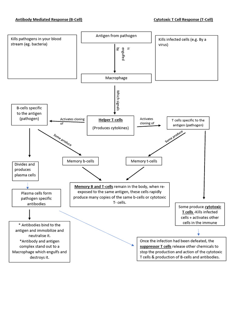 Flowchart - Immune Response Updated | PDF | T Cell | B Cell