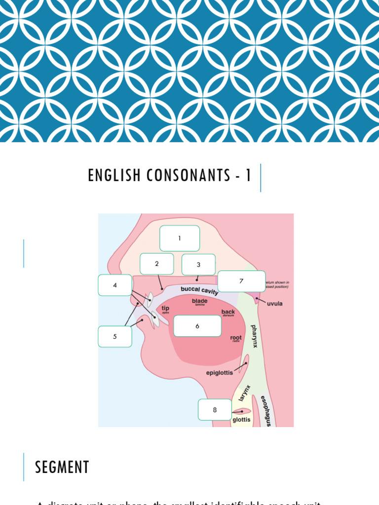 Week 2 - English Consonants | PDF | Human Voice | Phonetics