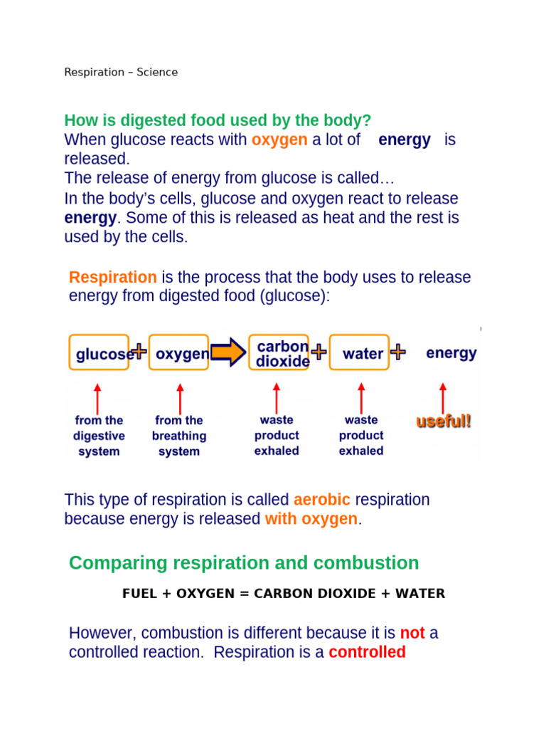 Respiration - revision | PDF