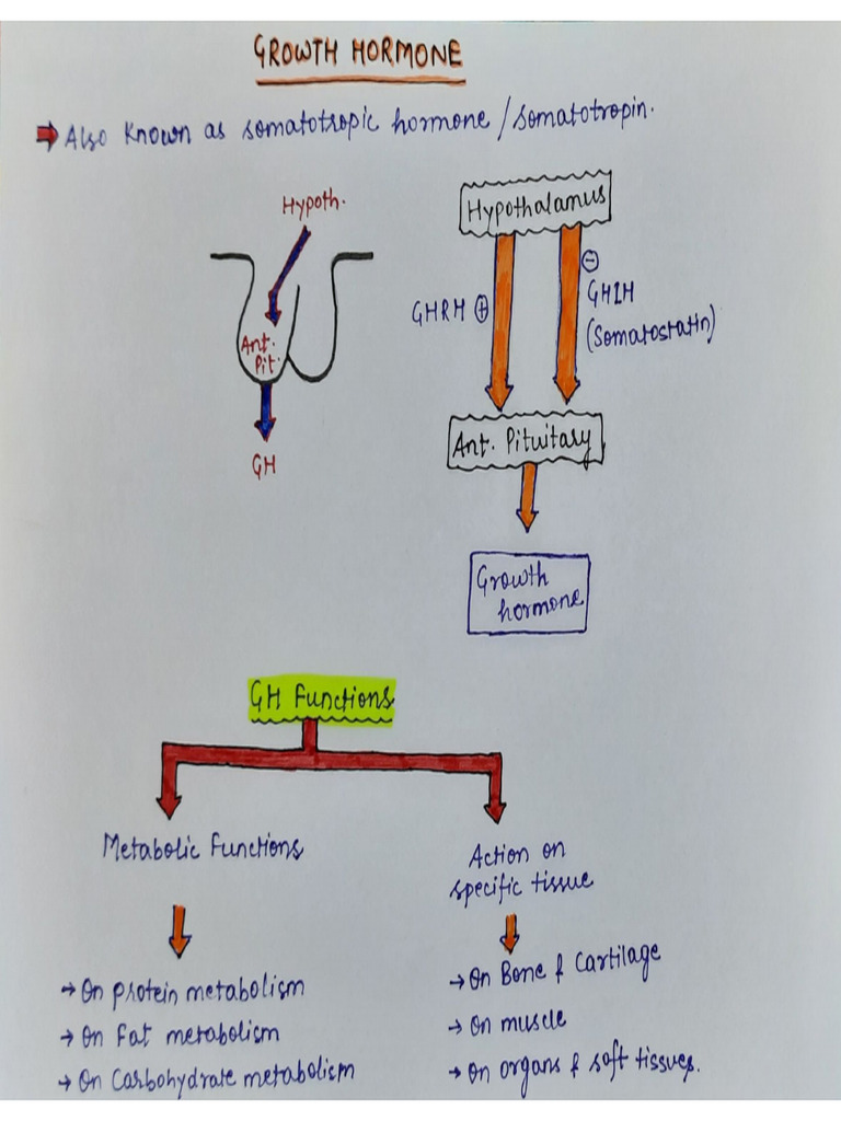 Growth Hormone | PDF