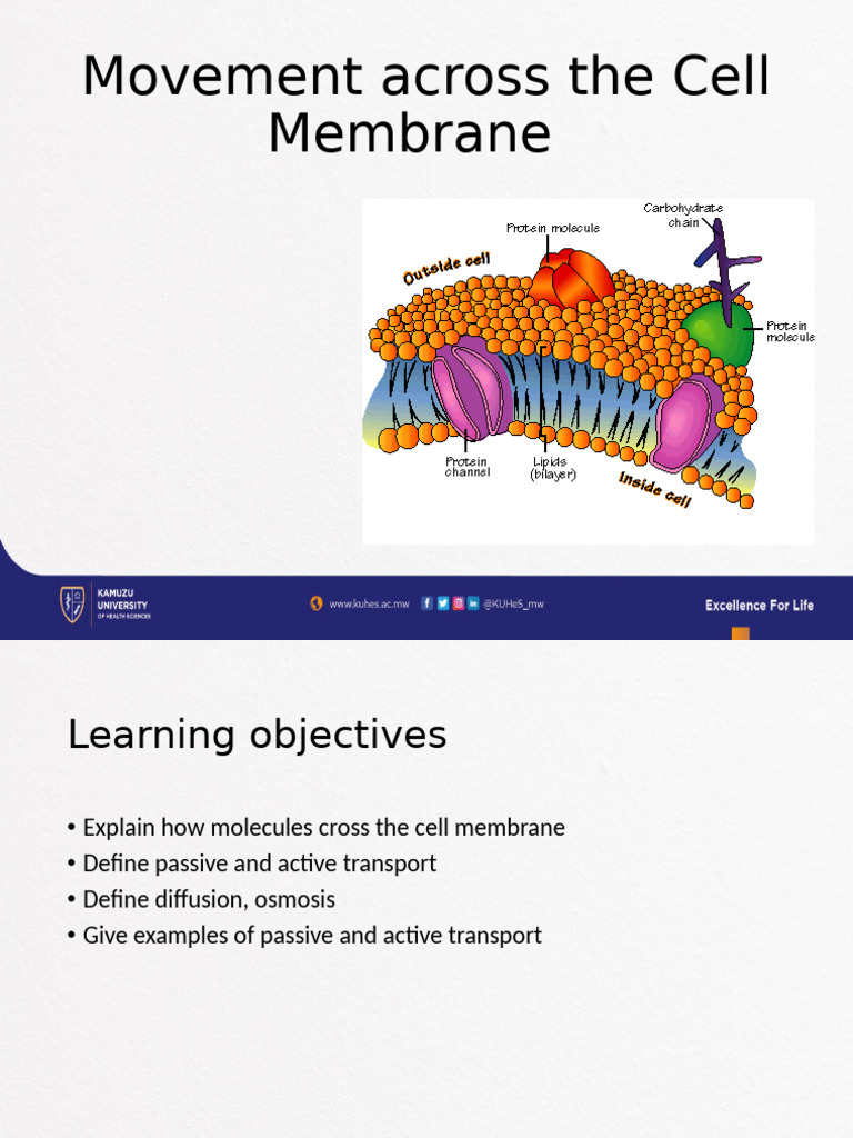 3- Movement Across Cell Membrane | PDF | Cell Membrane | Osmosis