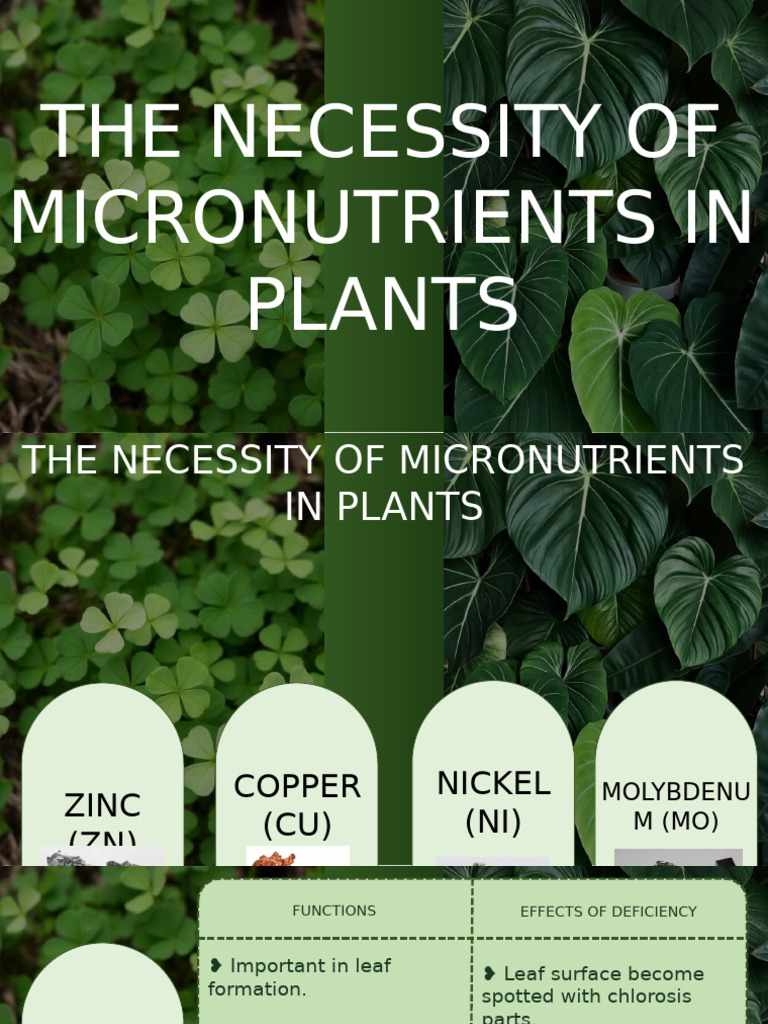 Necessity of Micronutrients in Plants (ZN Cu Ni Mo) | PDF