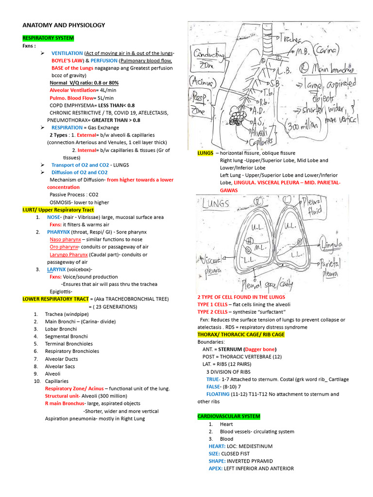 Anatomy and Physiology Ca2 | PDF | Lung | Heart Valve