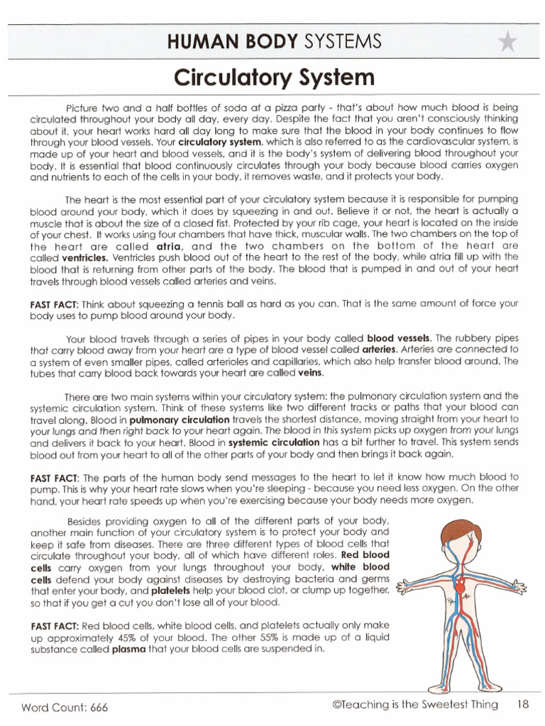 Body Systems Reading and Questions - March 2024-25 | PDF